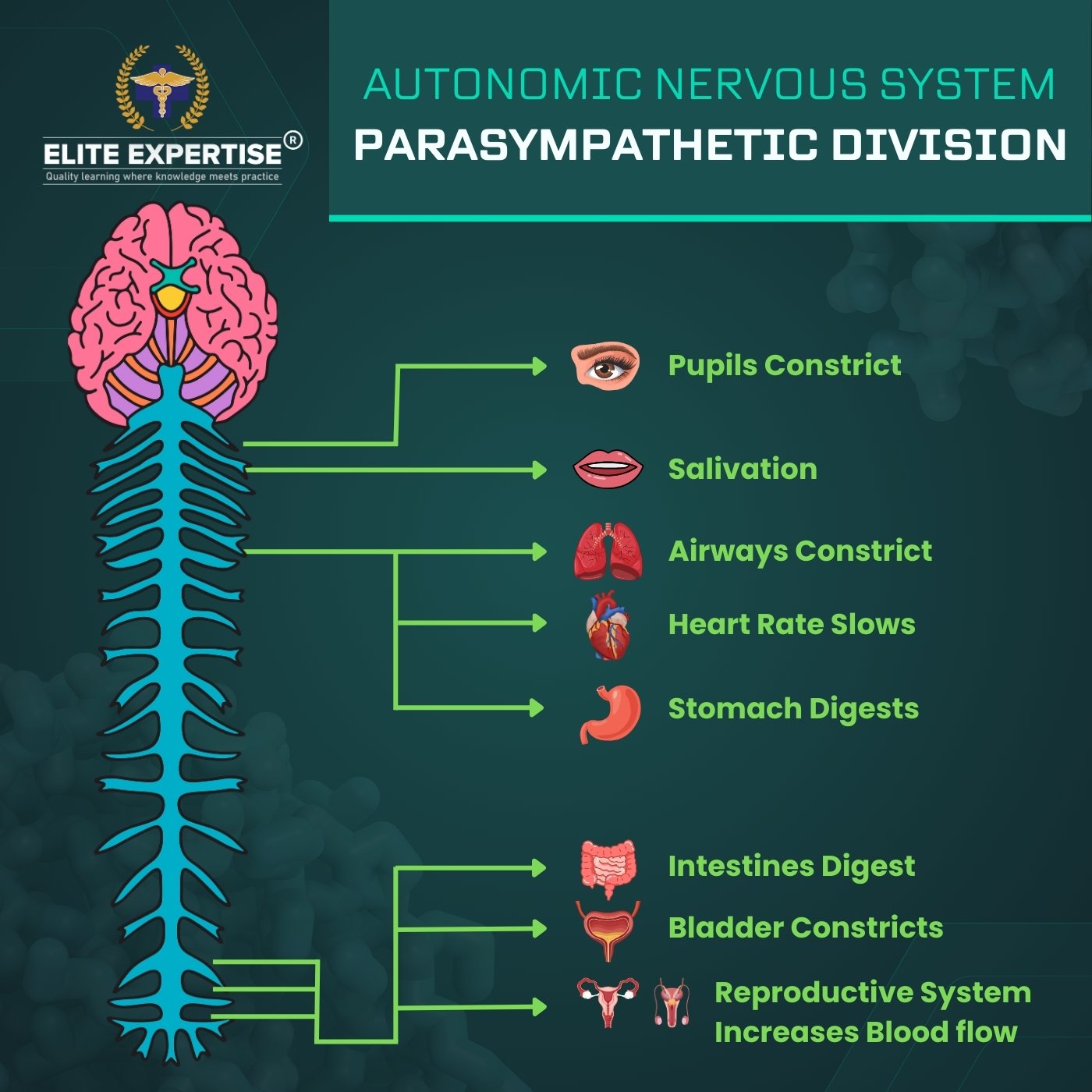 Autonomic Nervous System (ANS) | Elite Expertise