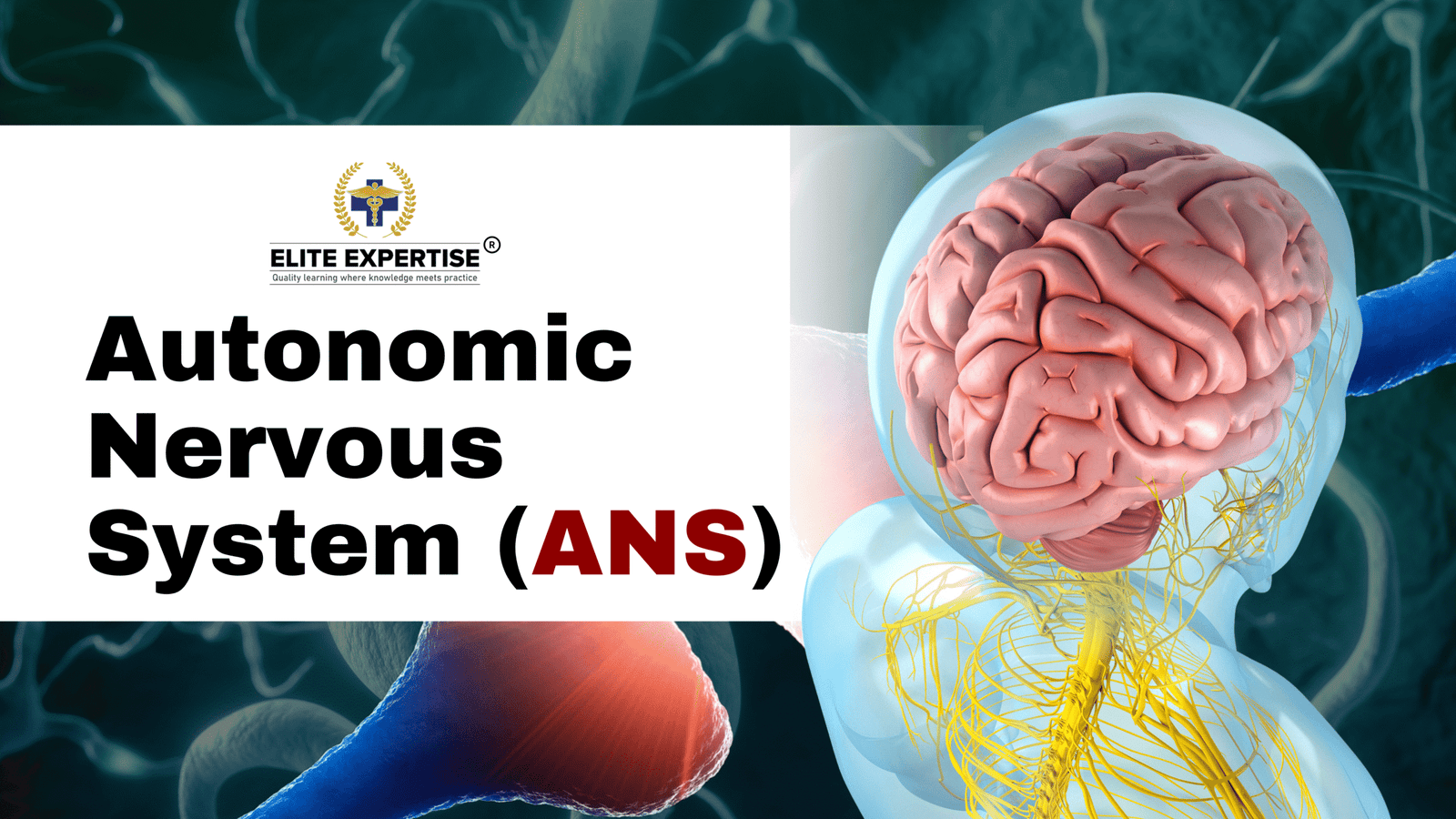 Autonomic Nervous System (ANS) | Elite Expertise